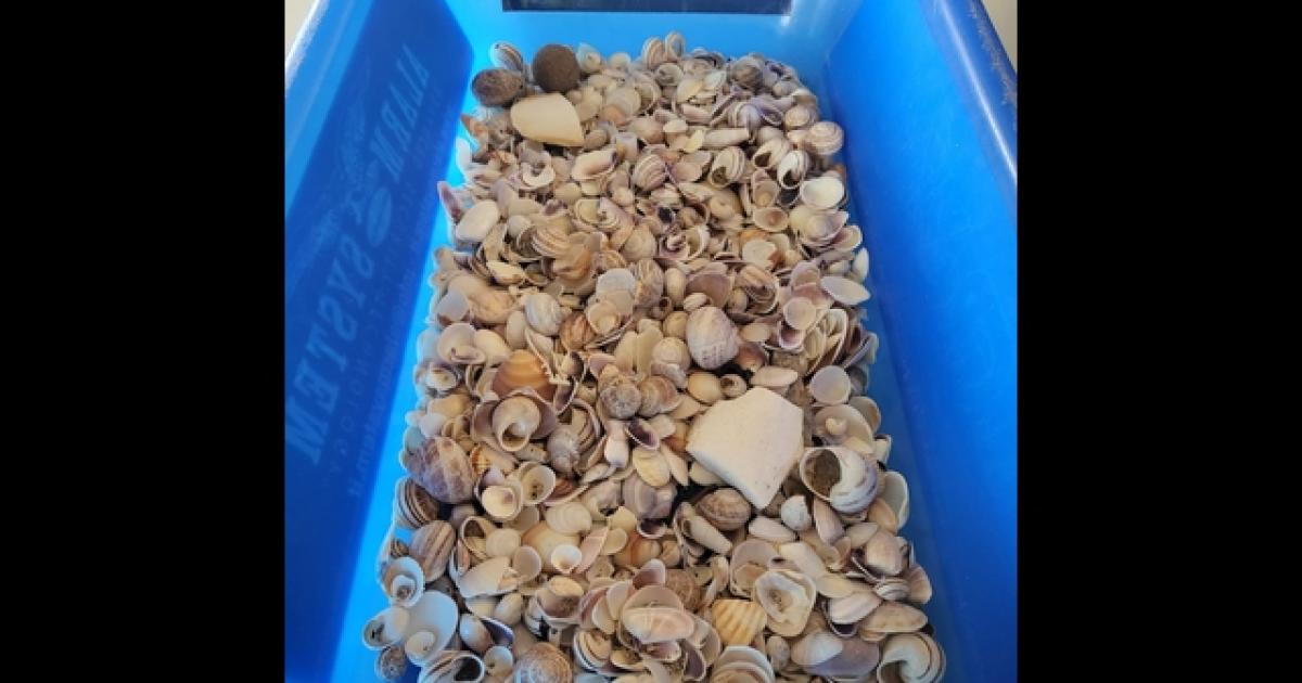 Spiagge sarde depredate, turisti Vercelli fermati con conchiglie ...