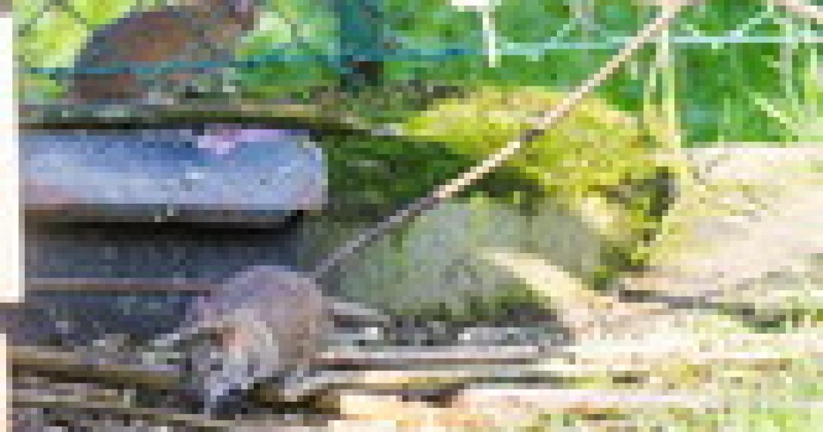 Invasione di «ponghe» a San Leonardo - Gazzetta di Parma