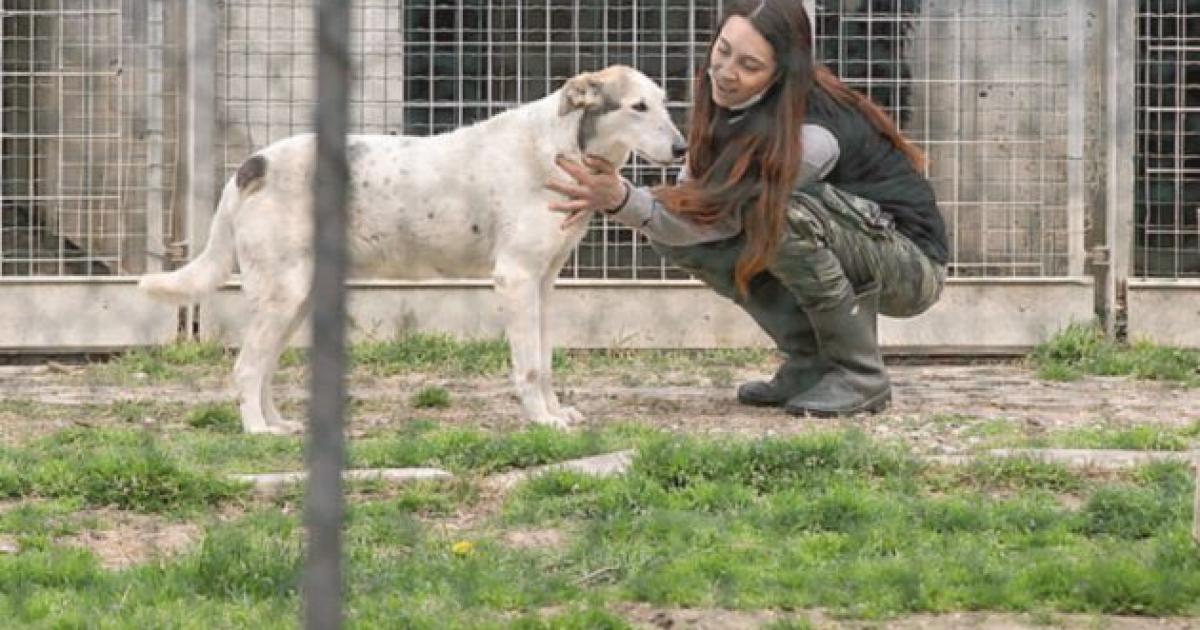 In arrivo nel canile 25 nuovi box - Gazzetta di Parma