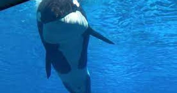 E' morta Kiska, l'orca più sola al mondo. Era prigioniera nella vasca ...