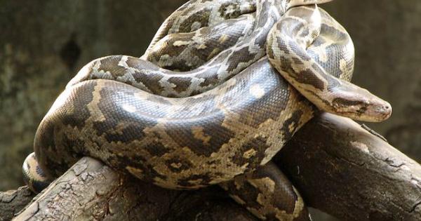 Indonesia, donna mangiata viva da un pitone di 5 metri - Gazzetta di Parma