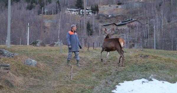 Salvano e crescono Bambi, ora glielo portano via - Gazzetta di Parma