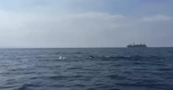 Sabrina Peron, l'avvocata delle nuotate record racconta i suoi segreti ...