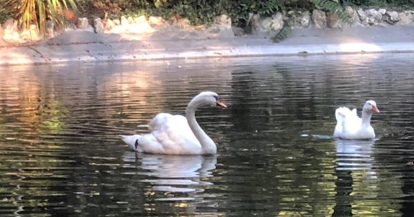 «Il cigno Pippo sta male, lasciatelo tranquillo» - Gazzetta di Parma