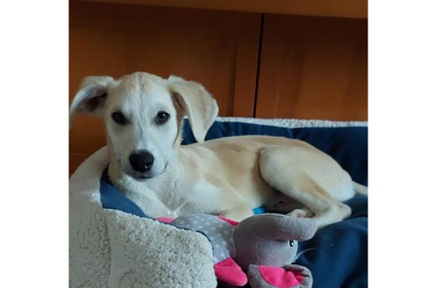 Adottiamoli: ci sono Birillo e Meggy, cagnolini affettuosi, e Brioche ...