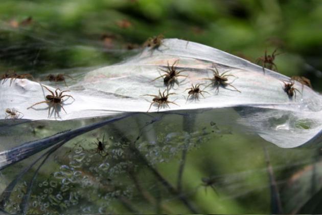 Ragni e ragnatele volanti, spiegata la causa- Foto - Foto 1 di 4 - Gazzetta di Parma