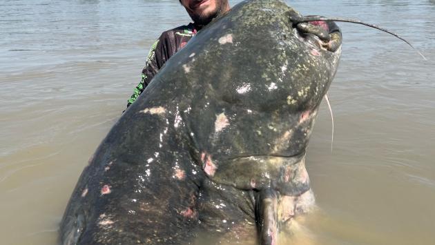 Il "pesce da record" nel Po: ecco il video del "mostro" - Gazzetta di Parma