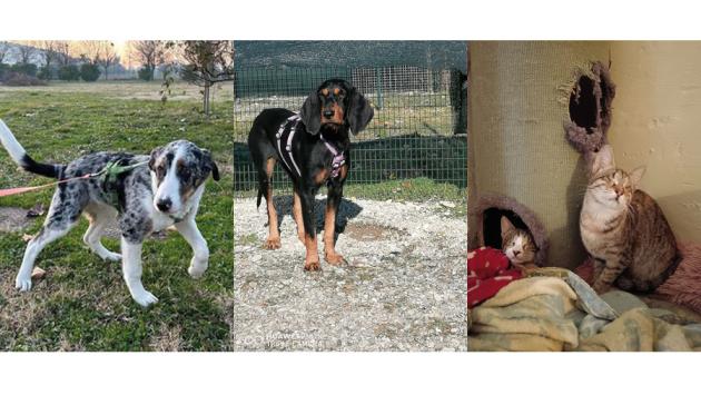 I cagnolini Lotus e Tex e i gattini ciechi Fulmine e Saetta cercano ...