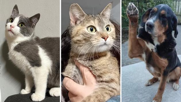 Monkey, Aura e Luna aspettano una famiglia che li adotti - Gazzetta di ...