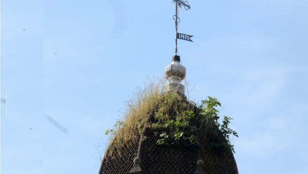 Zibello: un fico cresce sulla torre della chiesa - Gazzetta di Parma