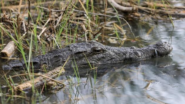 Mozambico: troppi bufali e coccodrilli, 1500 famiglie sfollate ...