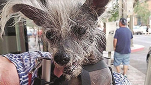 Il cane più brutto del mondo! - Gazzetta di Parma