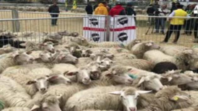 A Cascia 1000 pecore sarde, regalo dei pastori - Gazzetta di Parma