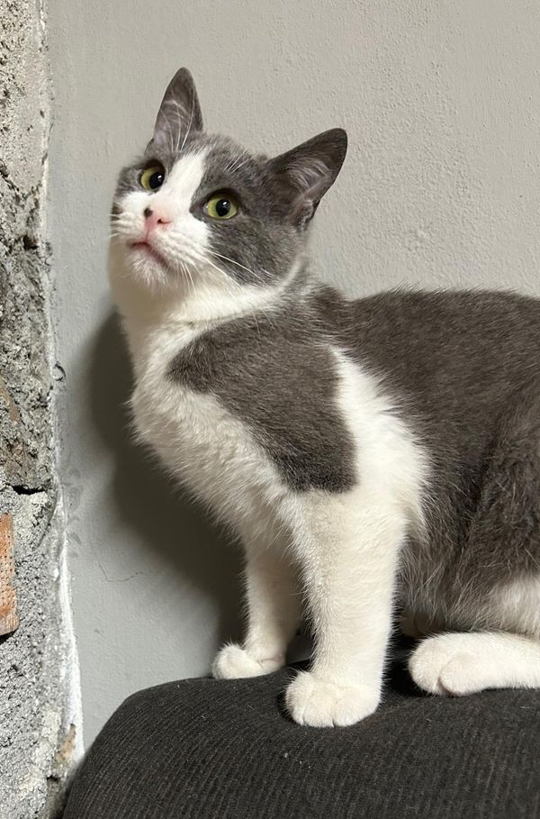 Monkey, Aura e Luna aspettano una famiglia che li adotti - Gazzetta di ...