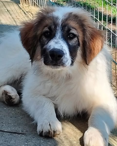 Adottiamoli: Sebastien e Bell, Milly e Nina cercano una casa - Gazzetta ...